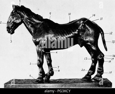 . Fistula of the withers and poll-evil . Fistula; Horses. 86 FISTULA ...