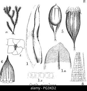 This text provides a comprehensive guide to the mosses of Britain ...