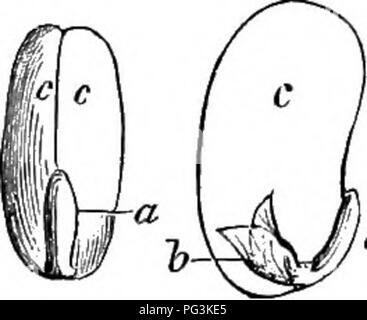 The chemical composition of apple Stock Photo - Alamy