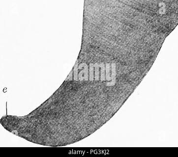 A text book of veterinary anatomy (Page 163) BHL18587287 Stock Photo ...