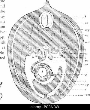 This section from the 'Manual of Zoology' illustrates the reproductive ...
