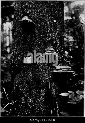 This work discusses fungal diseases affecting the common larch ...