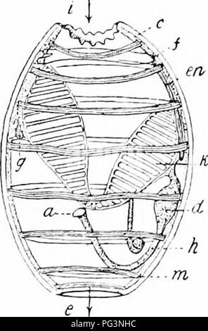 . A manual of zoology. Zoology. //. TUNIC AT A. 505 Sub Phylum II ...