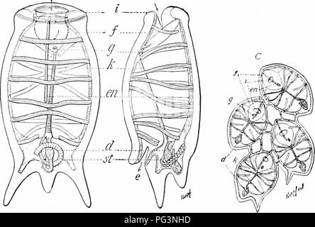 . A manual of zoology. Zoology. II. TUNICATA: THALIACEA 447 Order III ...