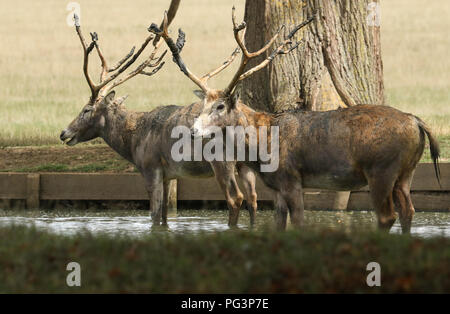 Wild Deer Stag digging in the dirt Stock Photo - Alamy