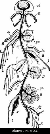This manual details various zoological organisms such as the Heliozoa ...