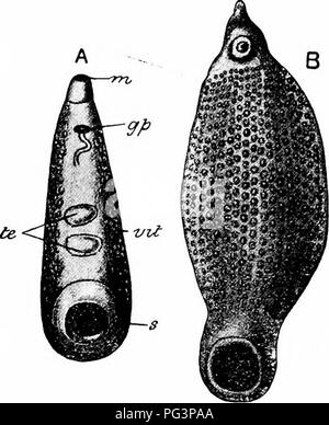 This zoological manual covers the body structure of various animals ...