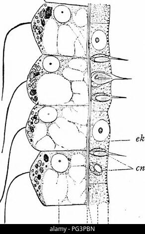 A zoological manual detailing animal classification, anatomy, and ...