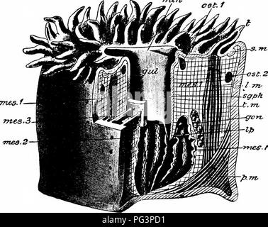 Metridium Dissection