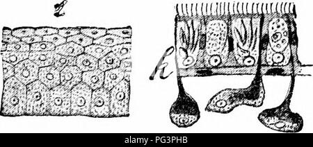 stratified columnar epithelium Stock Photo - Alamy