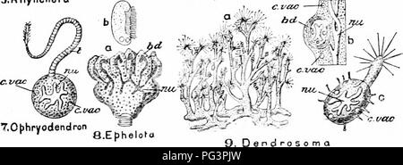 This manual provides a detailed overview of zoological studies ...