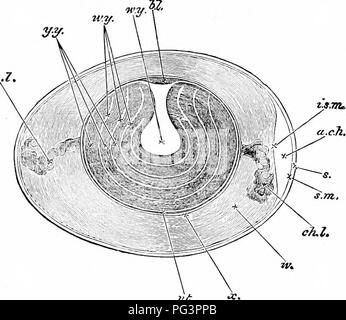 This manual of human embryology covers the detailed development of the ...