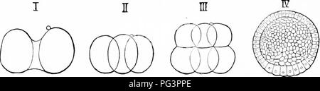 This zoology manual outlines the developmental process of Hydrozoa ...