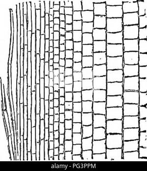 This illustration demonstrates the structure of the plant cell ...