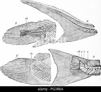 . A manual of zoology. Zoology. 32 GENERAL TRIXCirLES OF ZOOLOGY ...