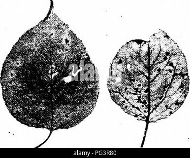 Shot hole disease, Coryneum blight Stock Photo - Alamy