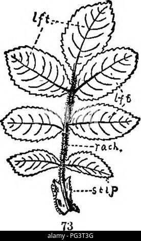 This comprehensive botany textbook covers the structure and function of ...