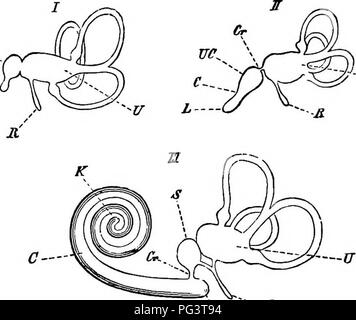 . The elements of embryology. Embryology; Embryology. 398 DEVELOPMENT ...