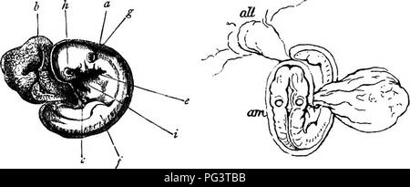Human brain development, from 8 week old fetus to 4 year old child ...