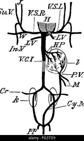 This textbook on embryology covers the development stages of a chick ...