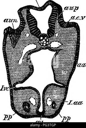This text outlines the key stages in embryonic development, focusing on ...