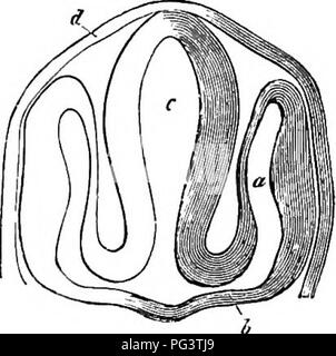 This section of embryology focuses on the development of a duck embryo ...