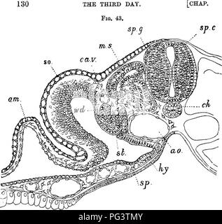 This textbook on embryology focuses on the early stages of development ...