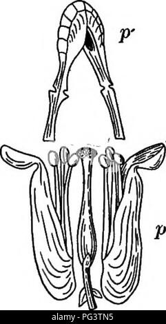 This botany textbook covers the anatomy and reproductive structures of ...