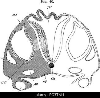 This illustration from *The Elements of Embryology* shows the fronto ...