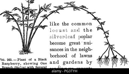 This text outlines the basic principles of botany, including plant ...