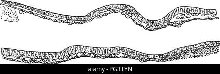 This illustration shows the development stages of a chick embryo, from ...