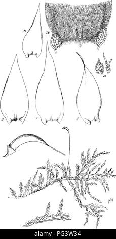 This guide introduces the identification of common moss species in the ...