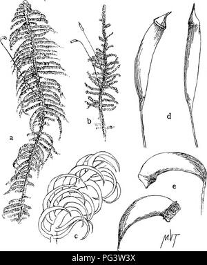 A practical guide for identifying common moss species in the ...