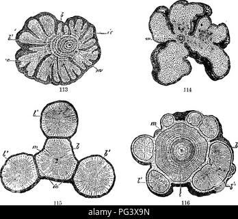 . The anatomy of woody plants. Botany -- Anatomy. THE CELL 5 ...