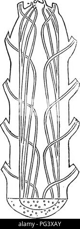This section of physiological botany outlines the histology and ...