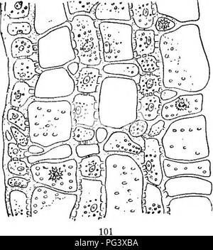 . Elements of plant anatomy;. Botany -- Anatomy. ANATOMY OF TISSUES ...