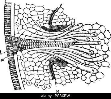 This section of physiological botany outlines the histology and ...