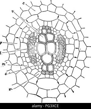 This botanical reference outlines plant structures, physiology, and ...