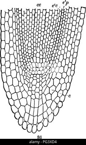 This section of physiological botany outlines the histology and ...