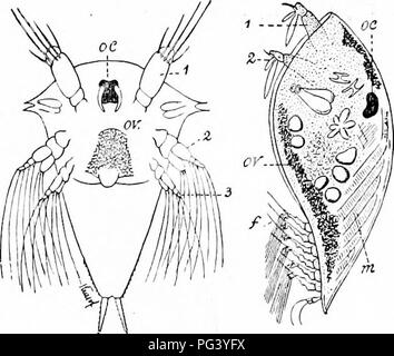 This manual of zoology features detailed illustrations of various ...