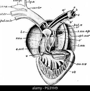 . Animal biology. Zoology; Biology. Left carotid artery Left subcia ...