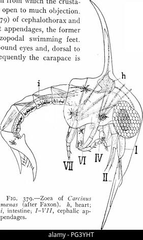 This zoological manual provides an in-depth look at the anatomy of ...