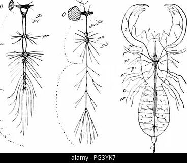 This manual of zoology features detailed diagrams and descriptions of ...
