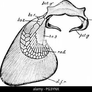 . A manual of zoology. XII PHYLUM CHORDATA 479 capillaries. This is ...