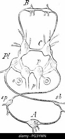 This manual of zoology discusses the anatomy and physiology of mollusks ...