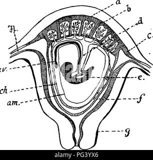 This textbook illustration from agricultural zoology depicts the larval ...
