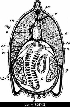 . A manual of zoology. PHYLUM CHORDATA 327 glossus, is both a ...