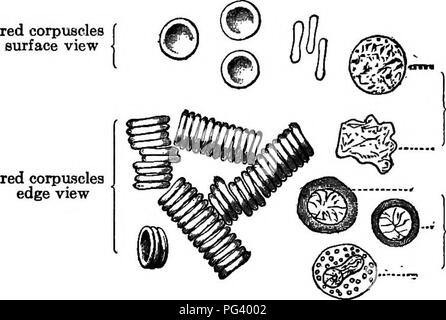 Diagram of protecting Human Health Stock Photo - Alamy