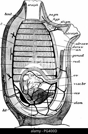 This zoology manual covers chordate anatomy, particularly the ...