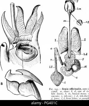 An educational image detailing the anatomical structure of birds ...
